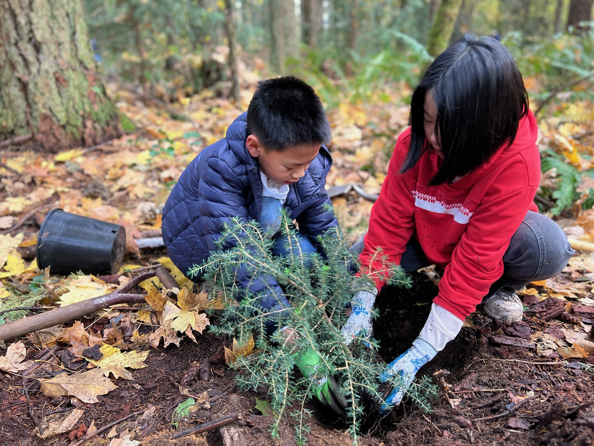Restoration Event | Gallagher Hill Open Space | Mercer Island, Washington Restoration Event | Gallagher Hill Open Space | Mercer Island, Washington