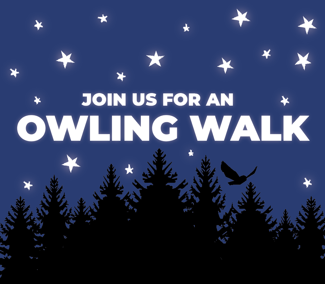 Owl Walk | Pioneer Park | Mercer Island, Washington