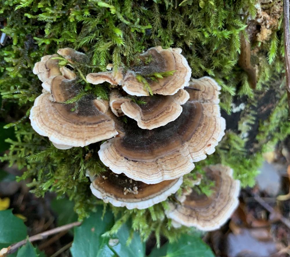 Winter Workshop | Mushroom ID Class | Mercer Island, Washington
