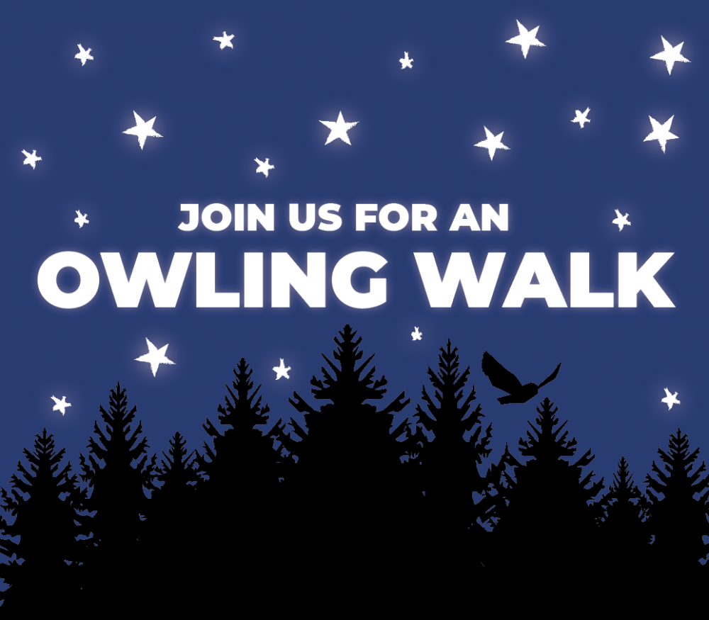 Owl Walk | Pioneer Park | Mercer Island, Washington